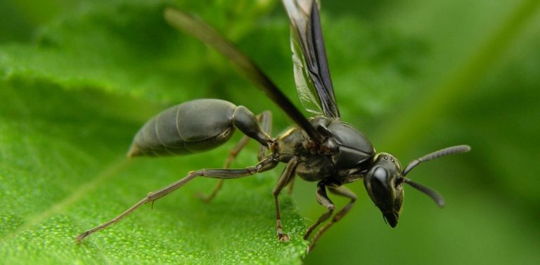Estudo da Unesp desvenda a história dos marimbondos | JORNAL A TROMBETA
