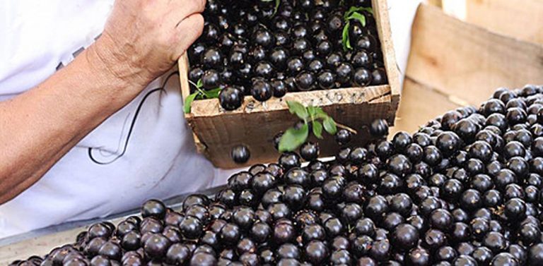 Semente de jabuticaba é poderosa aliada na prevenção da obesidade ...