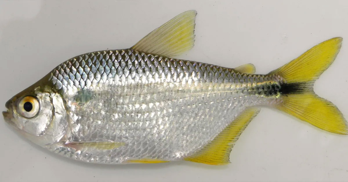 Novo tipo de fishburger é feito com carne de lambari | JORNAL A TROMBETA