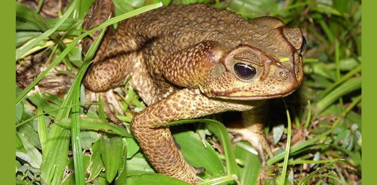 Mundo animal: como diferenciar o sapo da sapa | JORNAL A TROMBETA